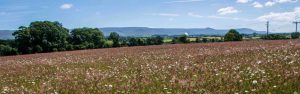 Temple Sowerby Village | "Queen of Westmorland Villages"